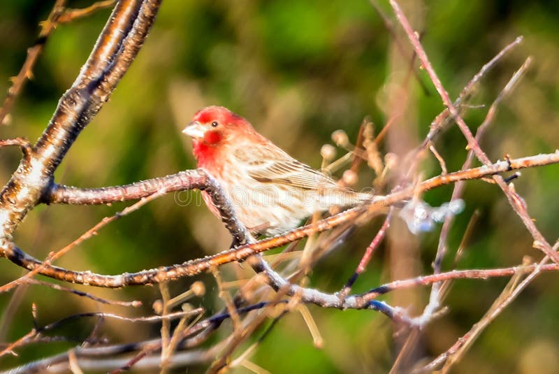 House Finch Tiny Bird Perched on a Tree Stock Photo - Image of tree ...