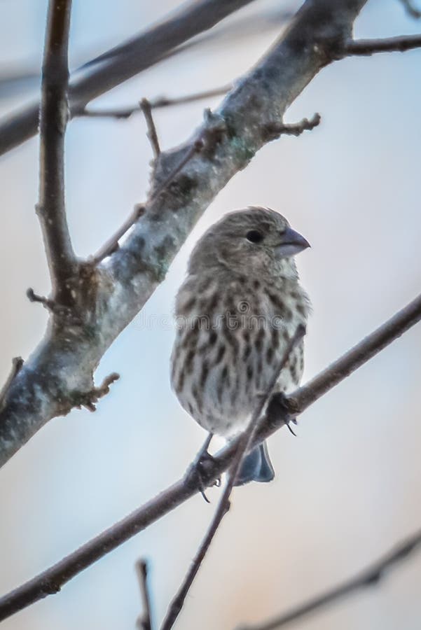 House Finch Tiny Bird Perched on a Tree Stock Photo - Image of female ...