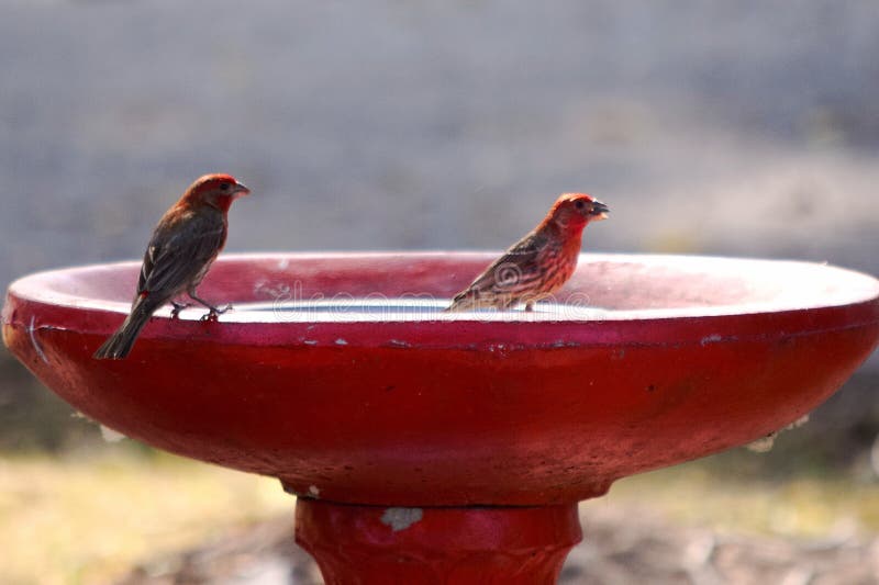 House finches stock image. Image of outdoors, bath, wildlife - 95800159