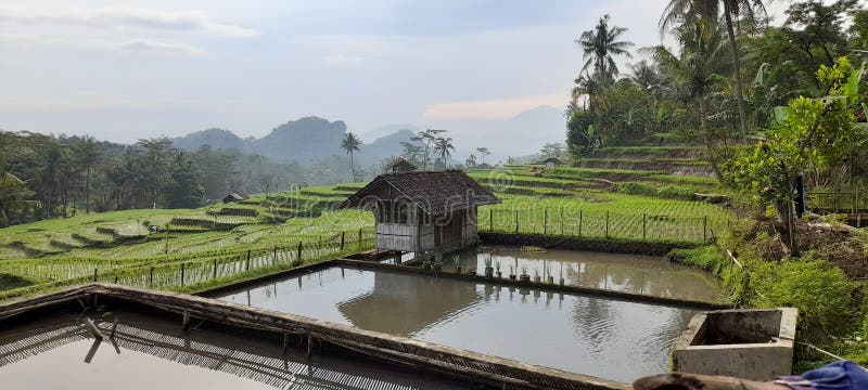 The House and the Fish Pool at the Rice Field so Fresh Stock Image ...