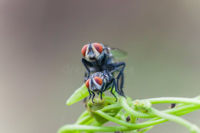 House flies are breeding stock photo. Image of pair, animal - 31482200