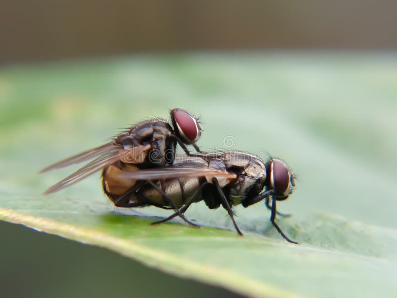 House Flies Mating on Leaves Stock Photo - Image of small, bellied ...