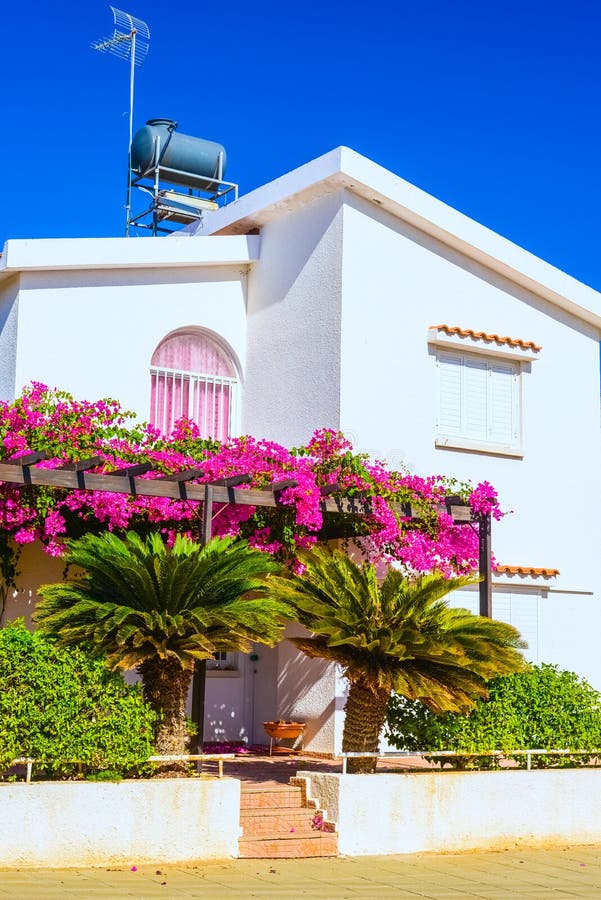 House flower bloom stock image. Image of europe, floral - 46765777