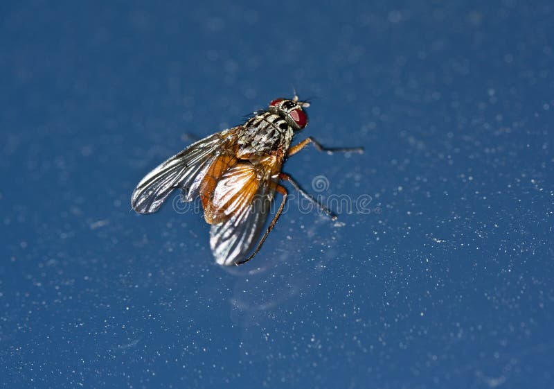 Spider Beetle, Ptinus Raptor Stock Photo - Image of entomology, nature ...
