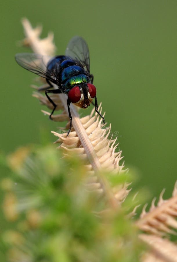 House fly stock photo. Image of house, wildlife, colors - 15062384