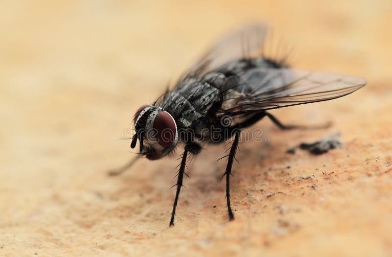 Housefly stock image. Image of small, housefly, maggot - 14952615