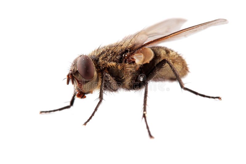 House fly stock photo. Image of sitting, nature, detailed - 27069628
