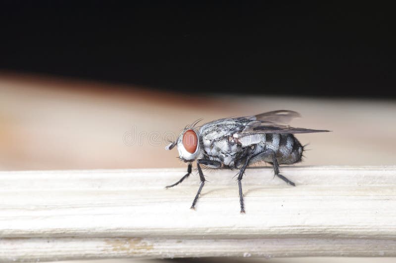 A house fly stock photo. Image of nature, house, carnivore - 27859482