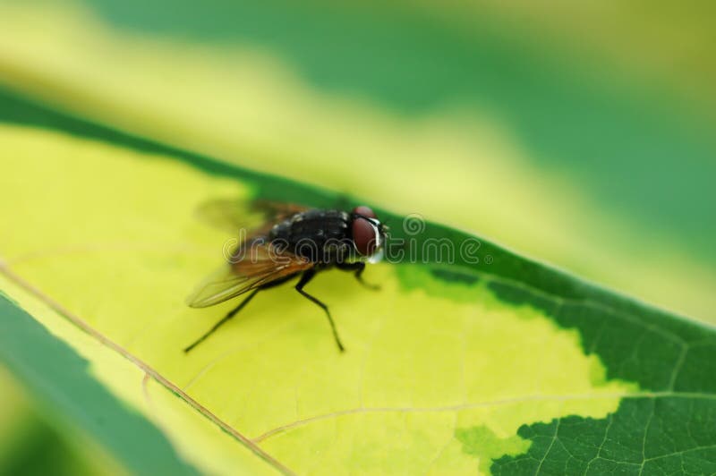House Fly stock photo. Image of insect, flight, house, flies - 539520