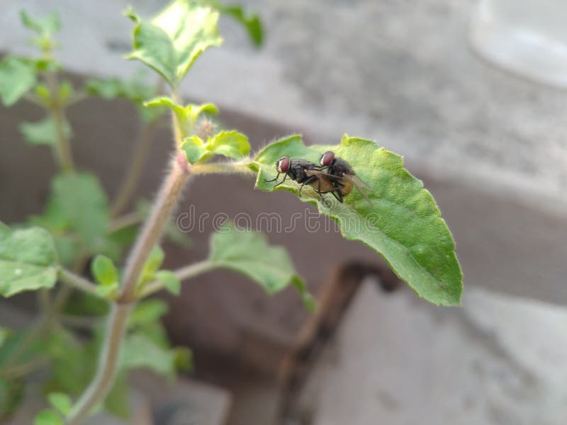 House Fly on the Basil Leaves Stock Image - Image of vegetable, plant ...
