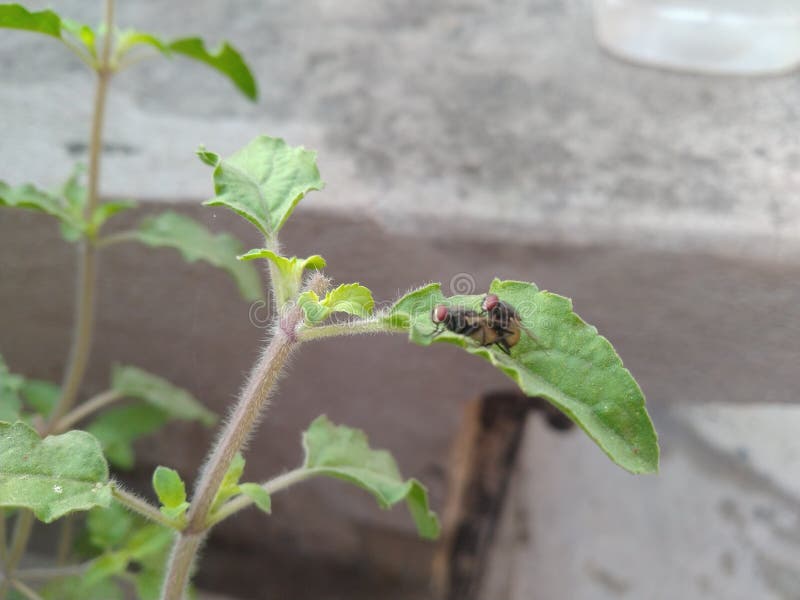 House Fly on the Basil Leaves Stock Photo - Image of basil, leaf: 215405414