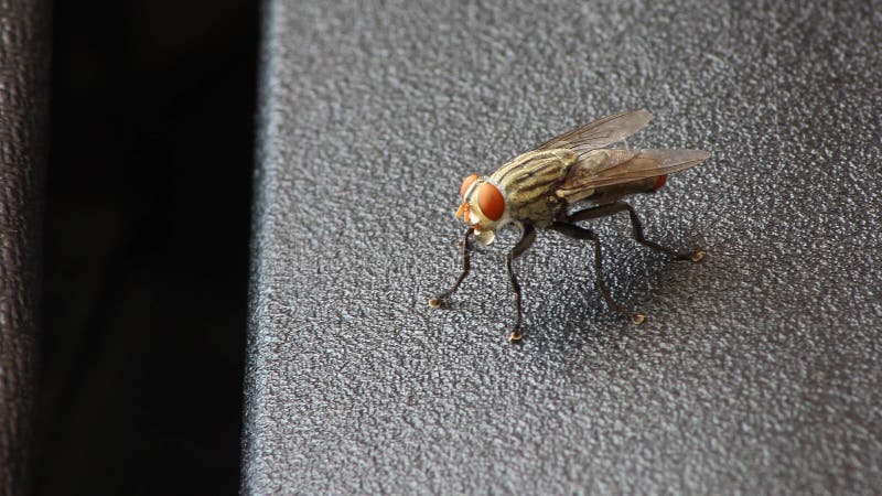 Insect Fly Computer Screen Stock Photos - Free & Royalty-Free Stock ...