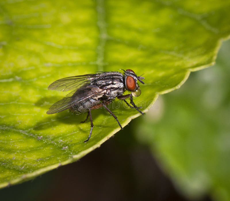 House Fly Blowing Bubble stock image. Image of outdoor - 38413837