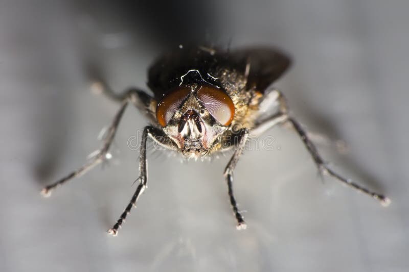 House fly close up stock photo. Image of ugly, compound - 18578912