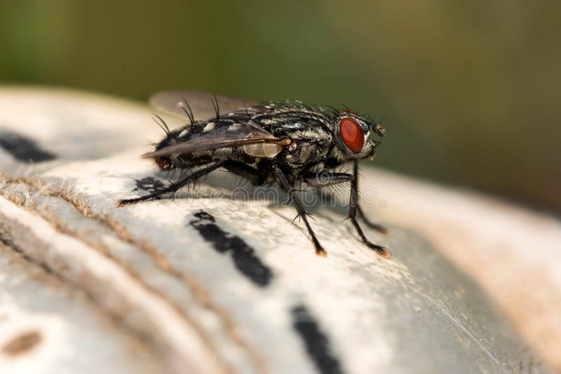 House fly stock image. Image of animal, macro, habitat - 45050501
