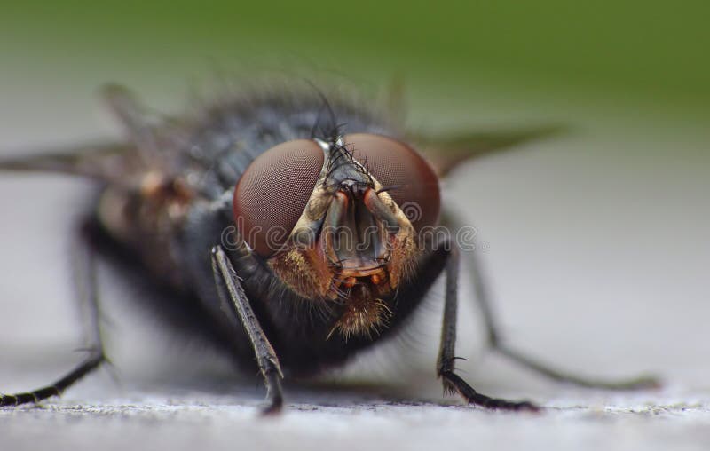 House fly close up stock photo. Image of white, musca - 272115172