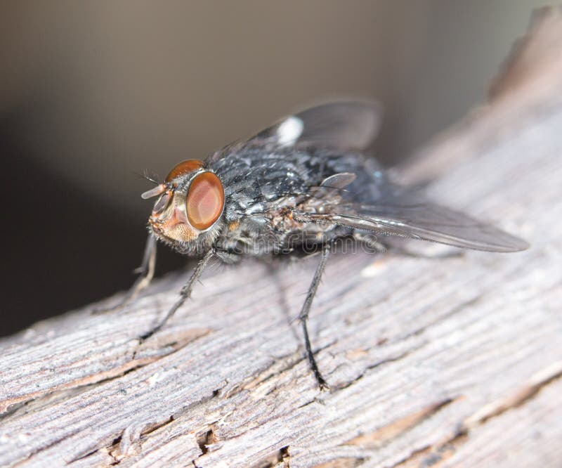 House fly close up stock photo. Image of natural, black - 102260924