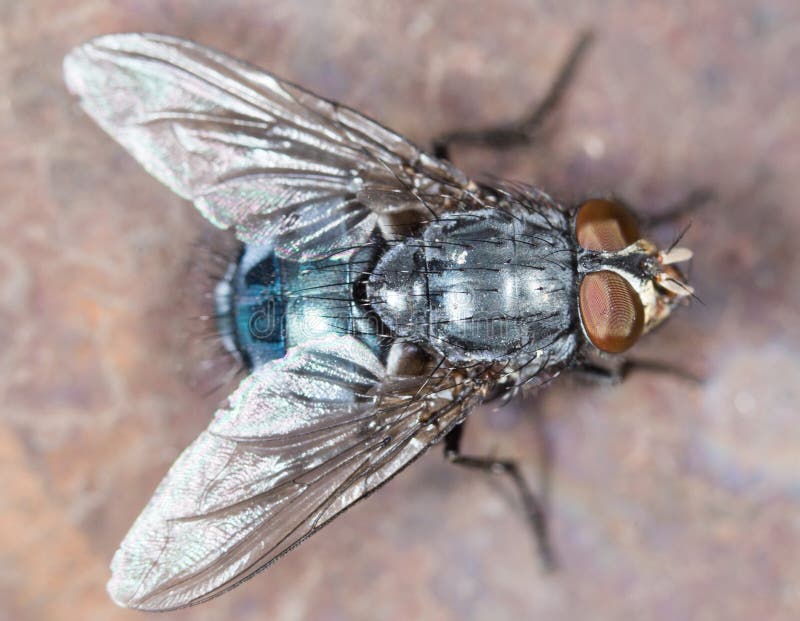 House fly close up stock photo. Image of pest, natural - 94862312