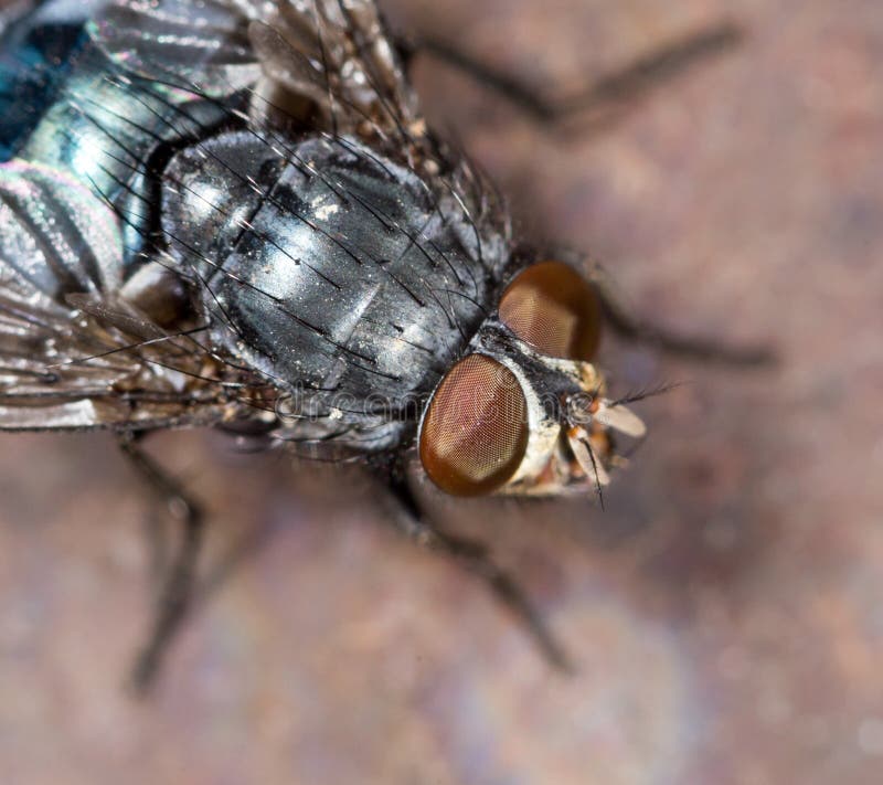 House fly close up stock photo. Image of alive, detail - 94862316