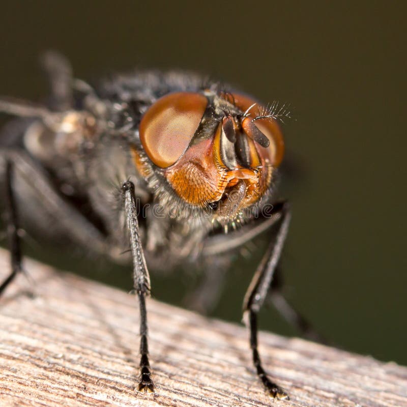 House fly close up stock photo. Image of hexapod, detail - 94862746
