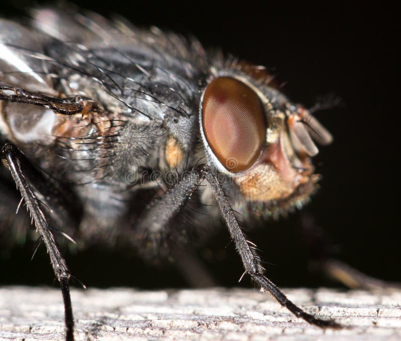 House fly close up stock photo. Image of macro, housefly - 94864006