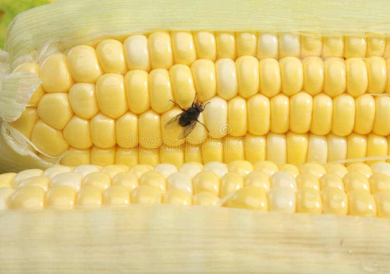 House Fly on Corn Cob stock image. Image of corn, isolated - 7100835
