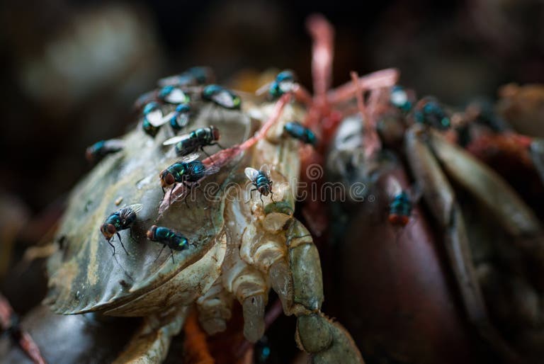 House Fly stock photo. Image of insect, small, vomit - 33130116