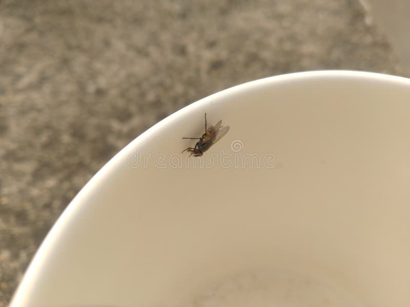 House Fly on the Cup stock photo. Image of glasses, iron - 207717602