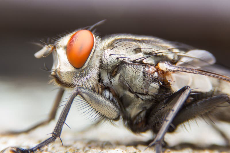 The House Fly Dangerous Carrier Stock Image - Image of insect, health ...