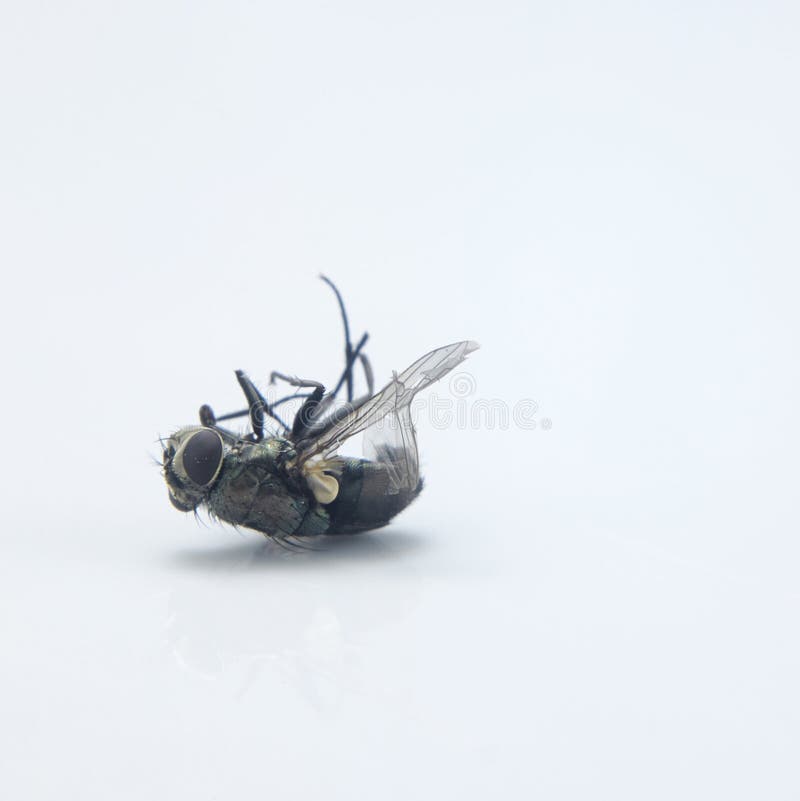 House fly stock photo. Image of detail, dirty, background - 63815262