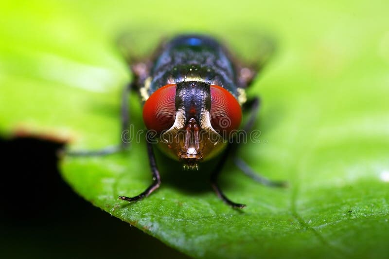 House fly face stock image. Image of pest, forest, animals - 25966843