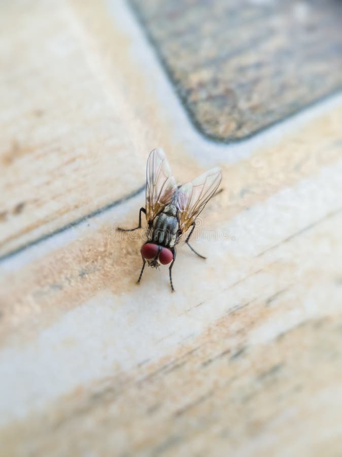 House Fly on Floor Macro Photography Stock Photo - Image of closeup ...