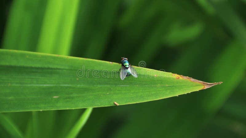 House Fly, Fly, House Fly on Leaf Stock Image - Image of house, domestic: 355952835