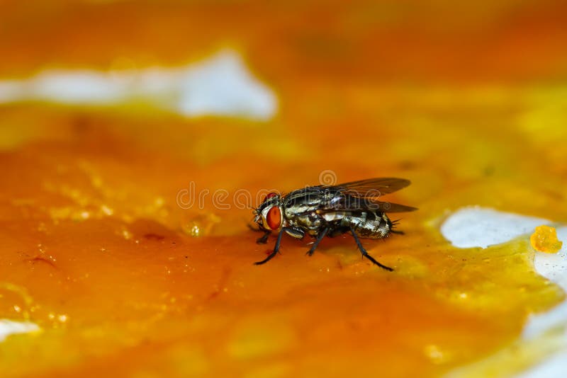 House fly on food stock image. Image of entomology, nature - 25820449
