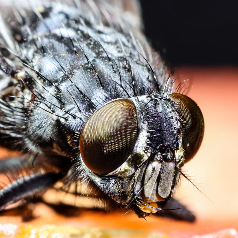 House fly on food stock image. Image of domestica, insect - 231103081