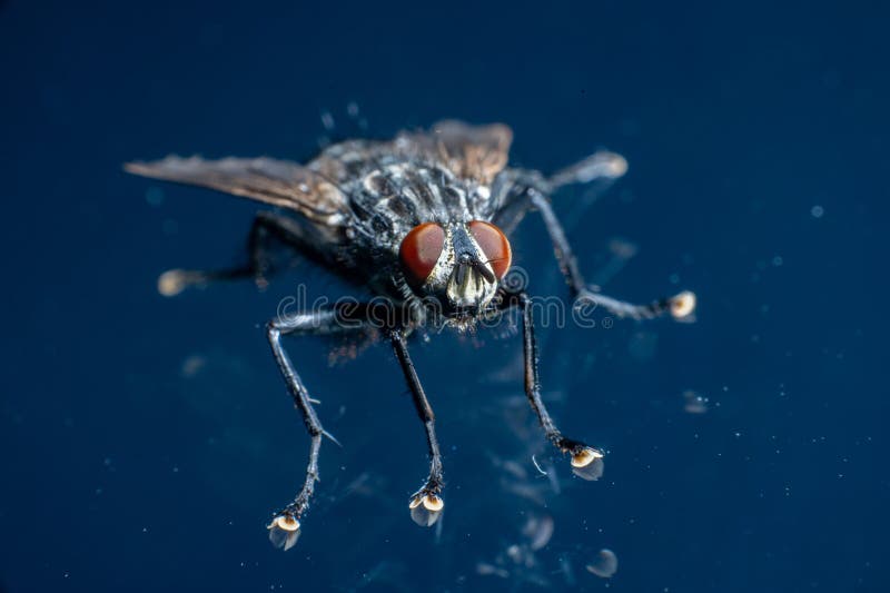 House Fly on a Glass Plate.. Stock Photo - Image of garden, small ...