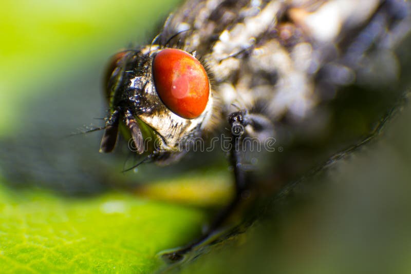House Fly on the Green Background Stock Photo - Image of happy, hair ...