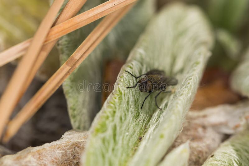 Soft and Fuzzy Pine Trees Detail Stock Image - Image of trees ...