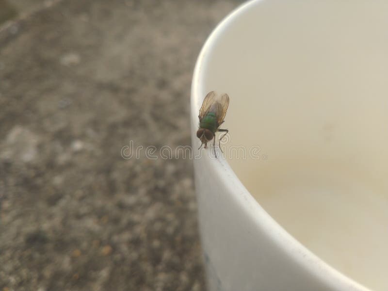 House Fly on the cup stock image. Image of white, petal - 205012511