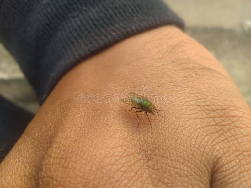 House Fly on the hands stock image. Image of brown, animal - 205012405