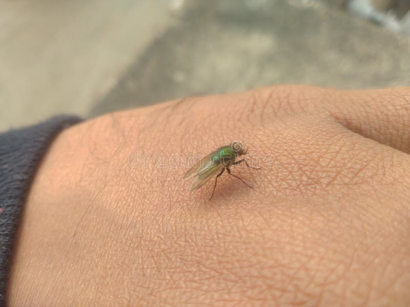 House Fly on the hands stock image. Image of green, organ - 205012421