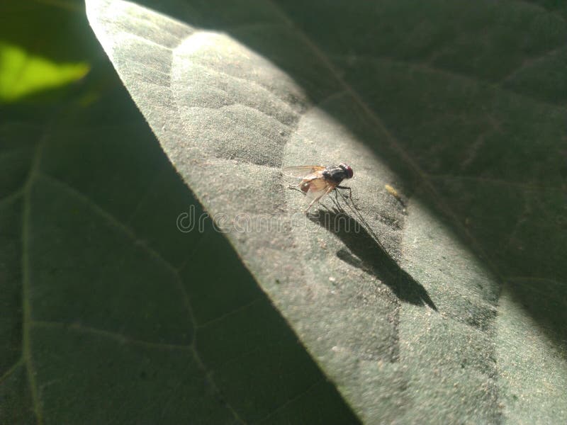 House Fly Insect on the Green Leaves Stock Photo - Image of green ...