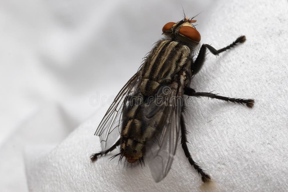 House fly stock image. Image of close, black, paper - 162063357