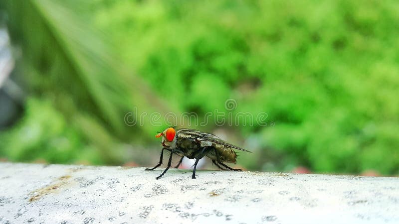 House fly stock photo. Image of house, insects, housefly - 162260058
