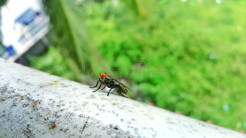 House fly stock image. Image of housefly, insects, house - 162260113