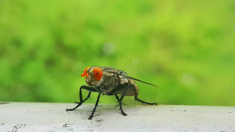 House fly stock image. Image of macro, housefly, insects - 162260175
