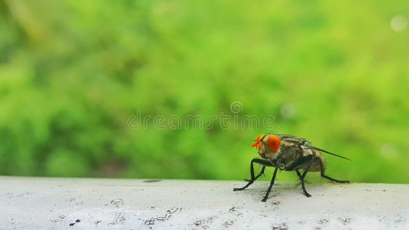 House fly stock photo. Image of macro, house, insects - 162260270