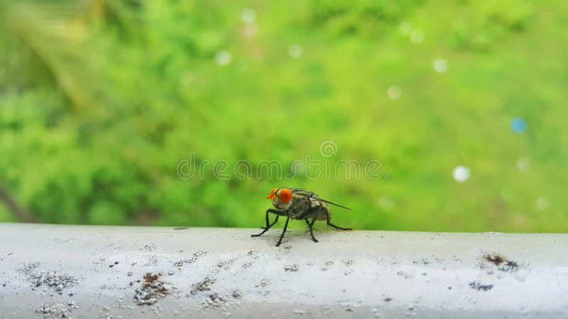 House fly stock image. Image of macro, insects, housefly - 162260283
