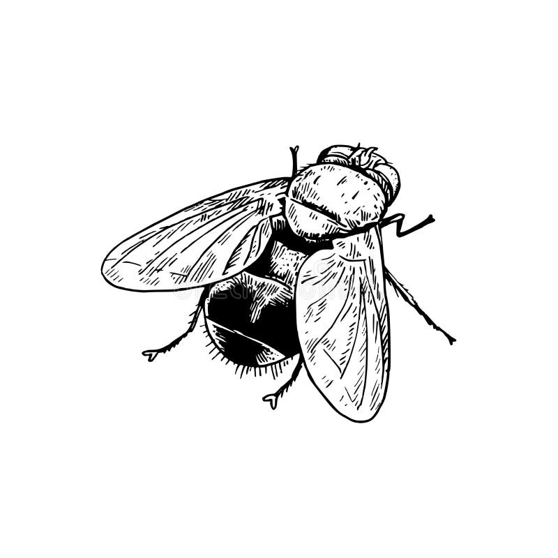 House Fly Isolated on White Background. Black and White Drawing in ...