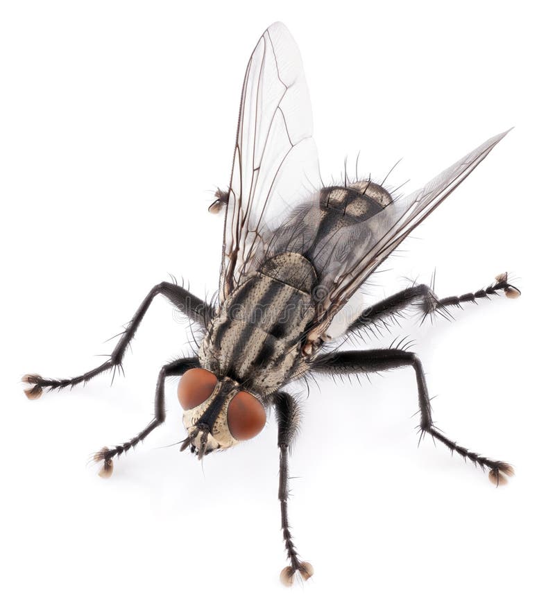 House Fly Isolated on White Background Stock Image - Image of gadfly ...